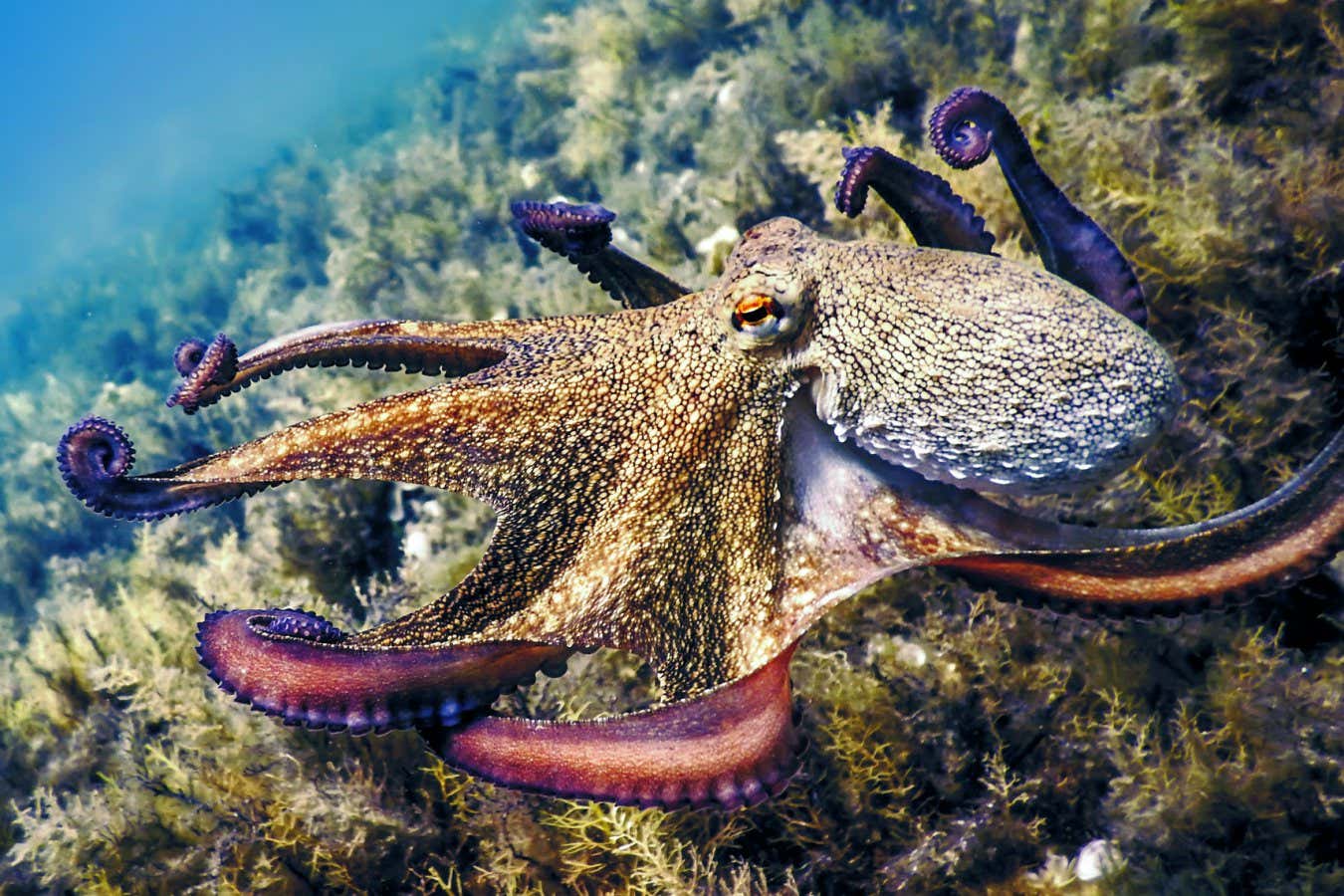 Octopuses prompt a rethinking of why animals evolve large brains ...